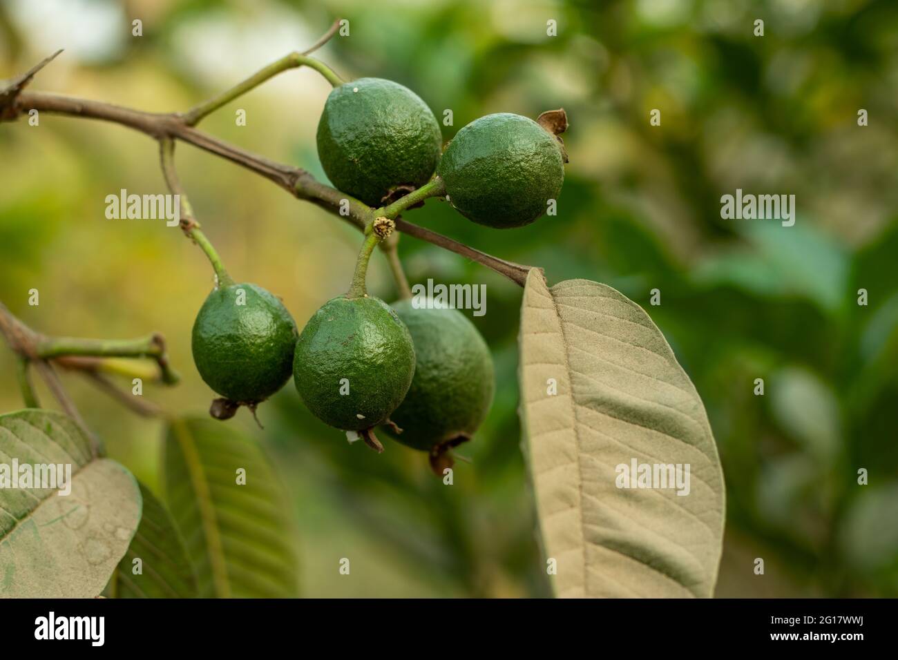 The Guava produces solitary white flowers and berry fruit. The fruit is ...
