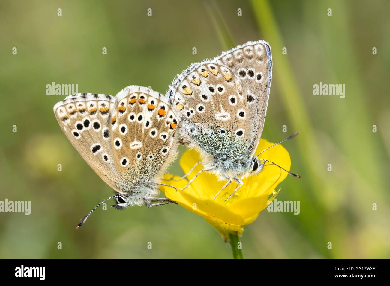 Butterfly bush ‘adonis blue’ hi-res stock photography and images - Alamy