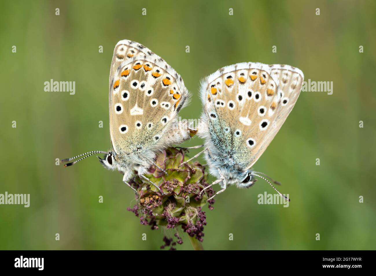 Chalk grasslands hi-res stock photography and images - Alamy