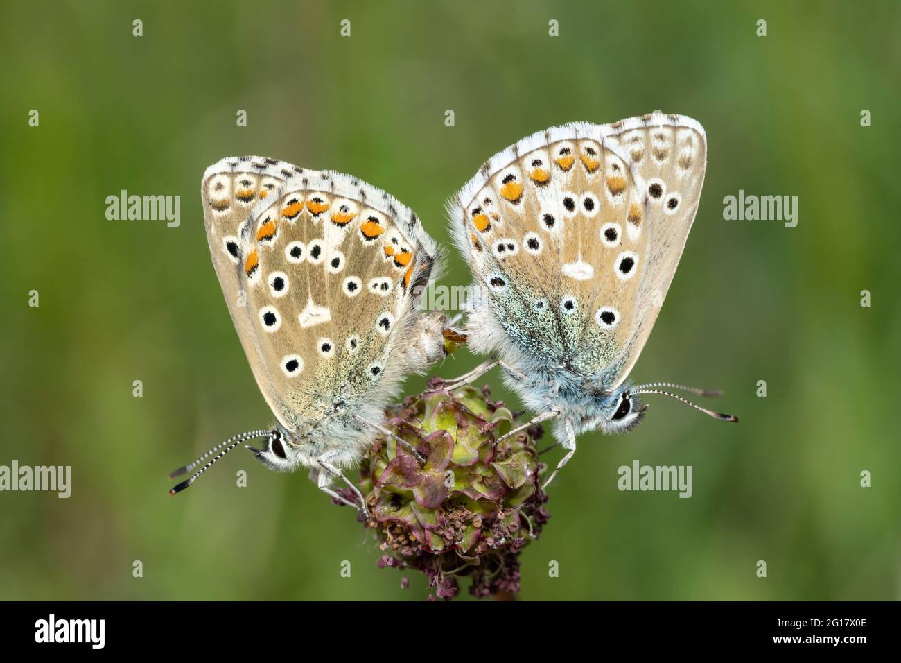 Butterfly bush ‘adonis blue’ hi-res stock photography and images - Alamy