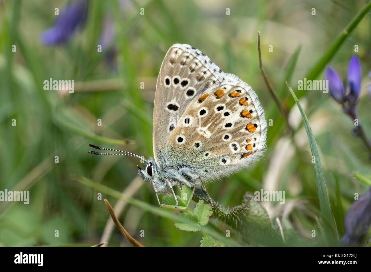 Butterfly bush ‘adonis blue’ hi-res stock photography and images - Alamy