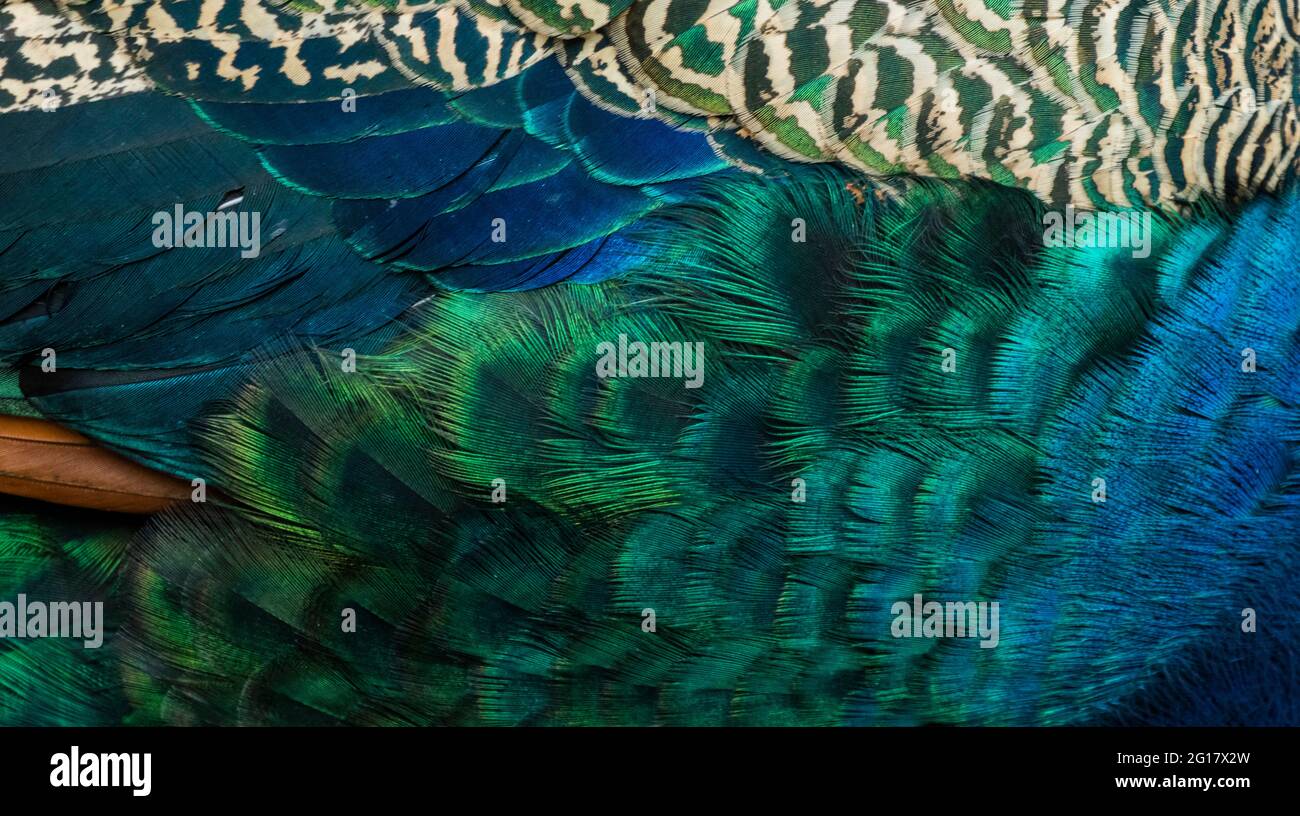 Macro shots of a peacock feather Stock Photo - Alamy