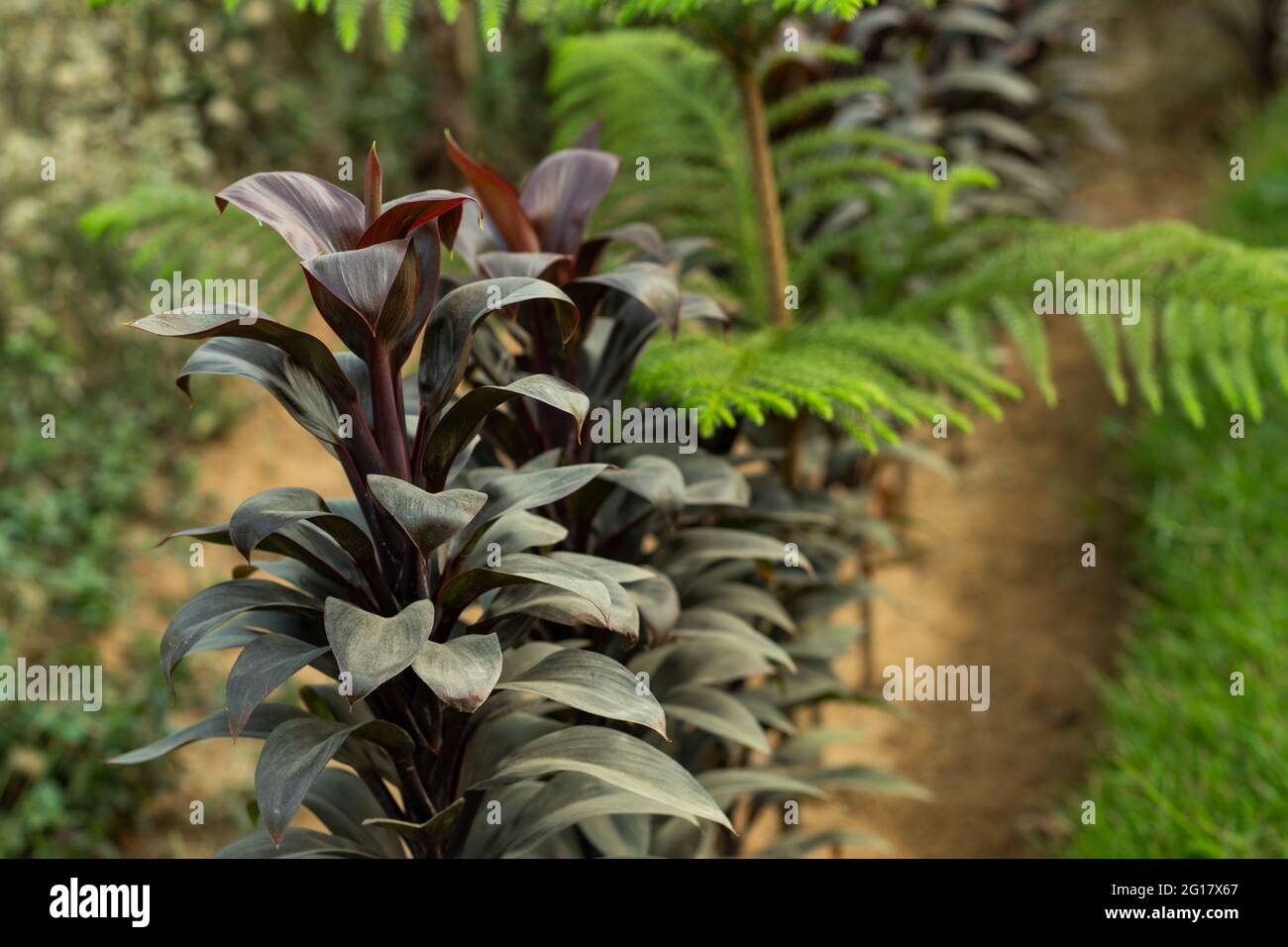 The Tongue orchid or Broadleaf Lady Palm dark red color leaf is a multi ...