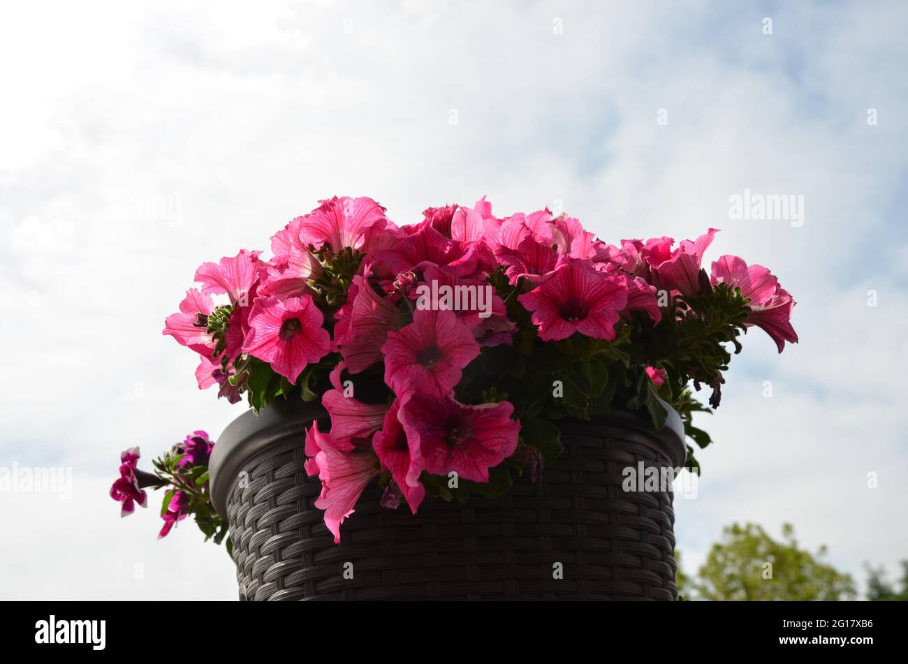 Ampel plant hi-res stock photography and images - Alamy