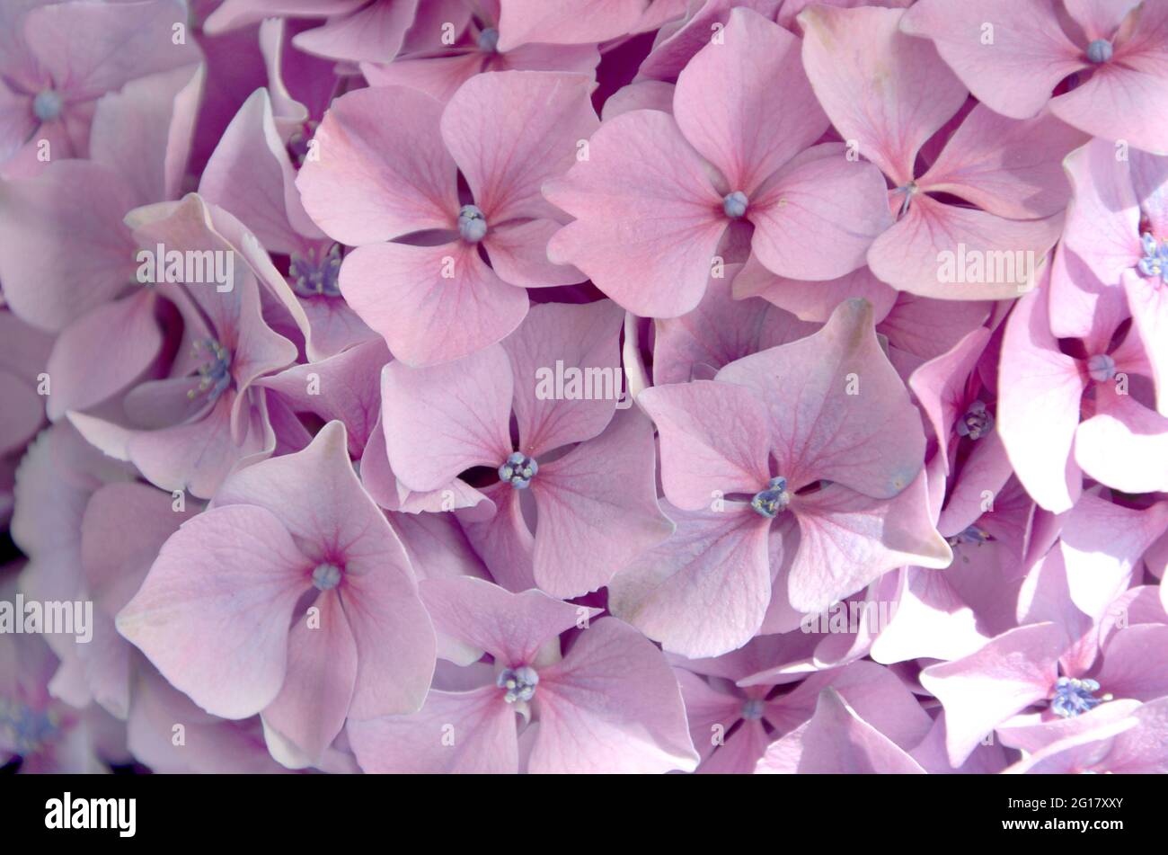 pink garden hydrangea, floral background Stock Photo - Alamy
