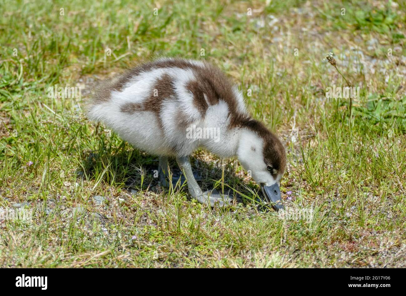 Paradise shelduck chick seen in New Zealand Stock Photo - Alamy