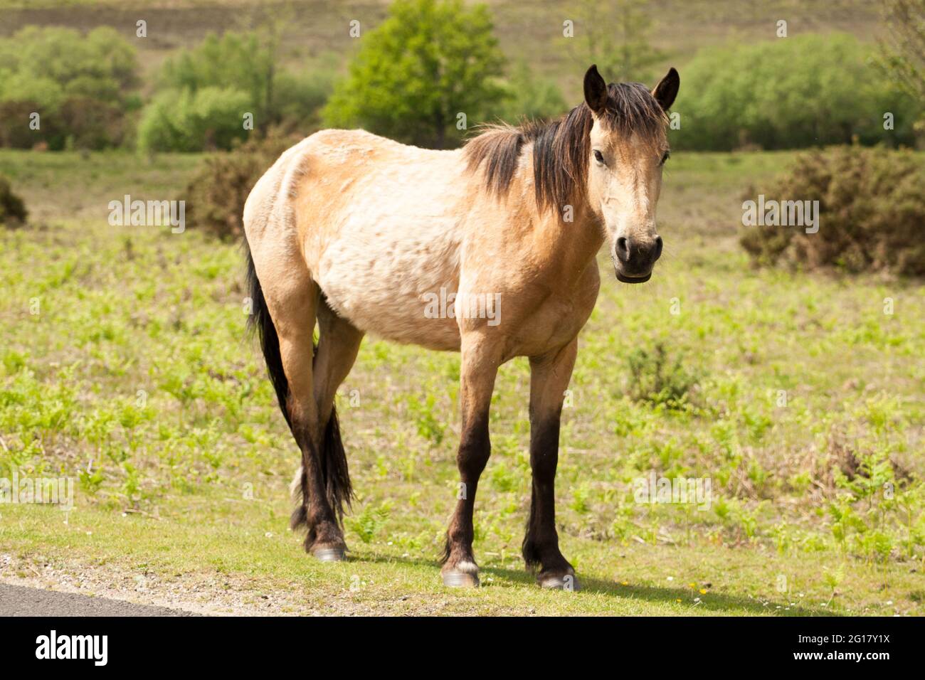 New Forest National Park Pony Stock Photo - Alamy
