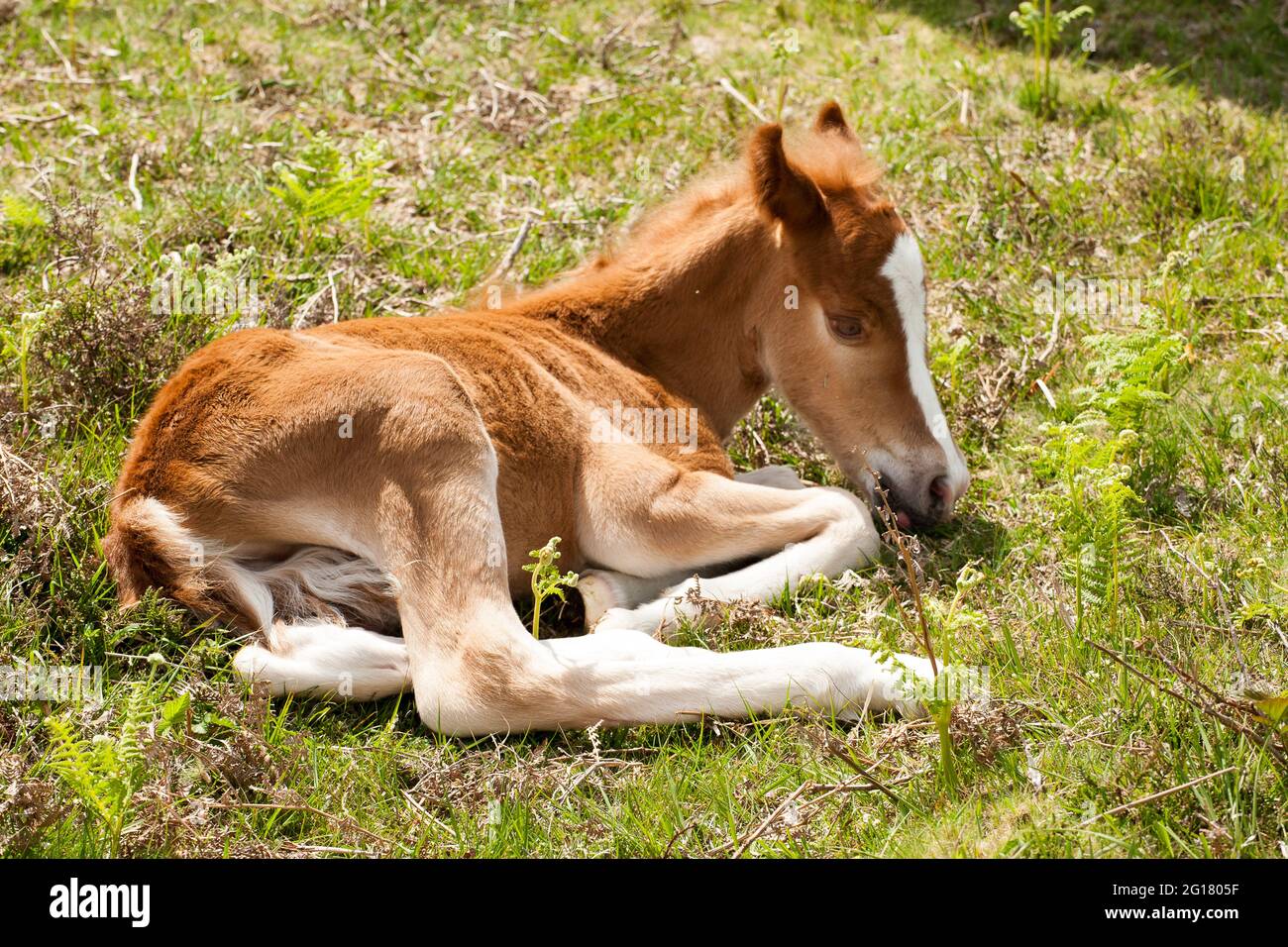 New Forest National Park Pony Stock Photo - Alamy