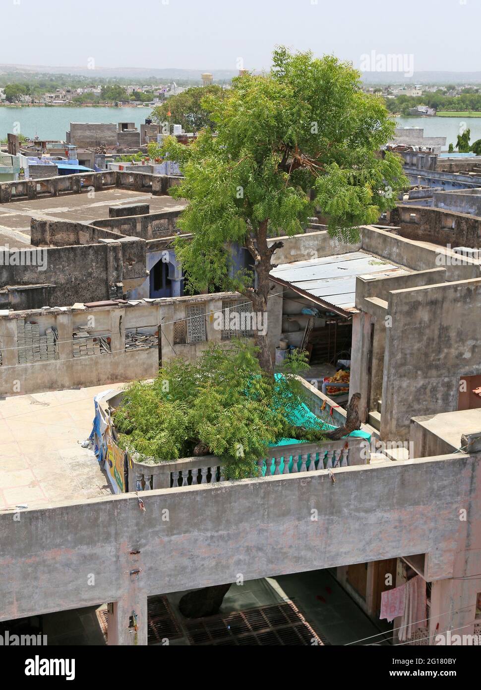 Neem tree historical hi-res stock photography and images - Alamy
