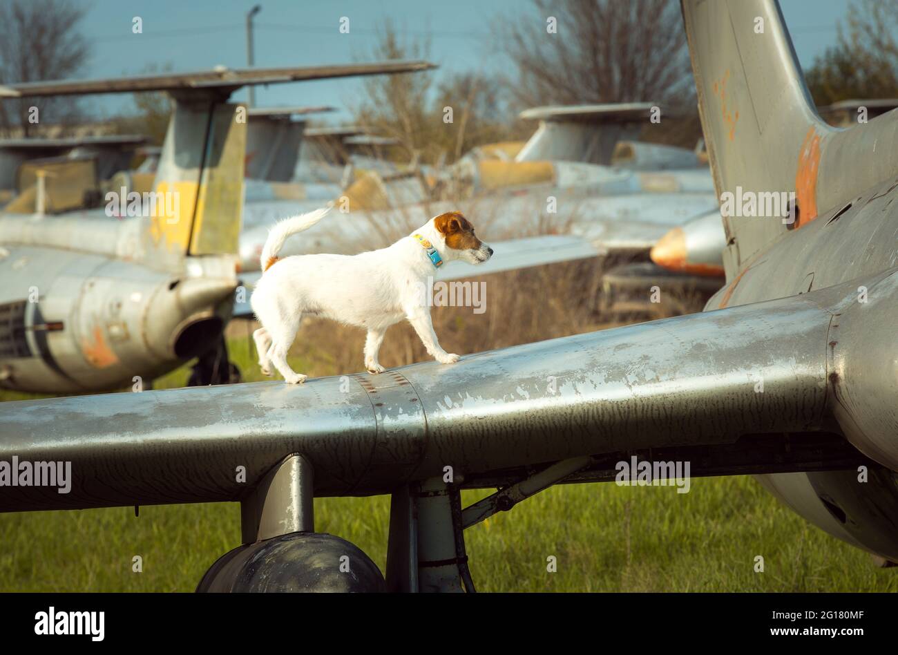 White thoroughbred Jack Russell Terrier on the wing of a strin airplane ...