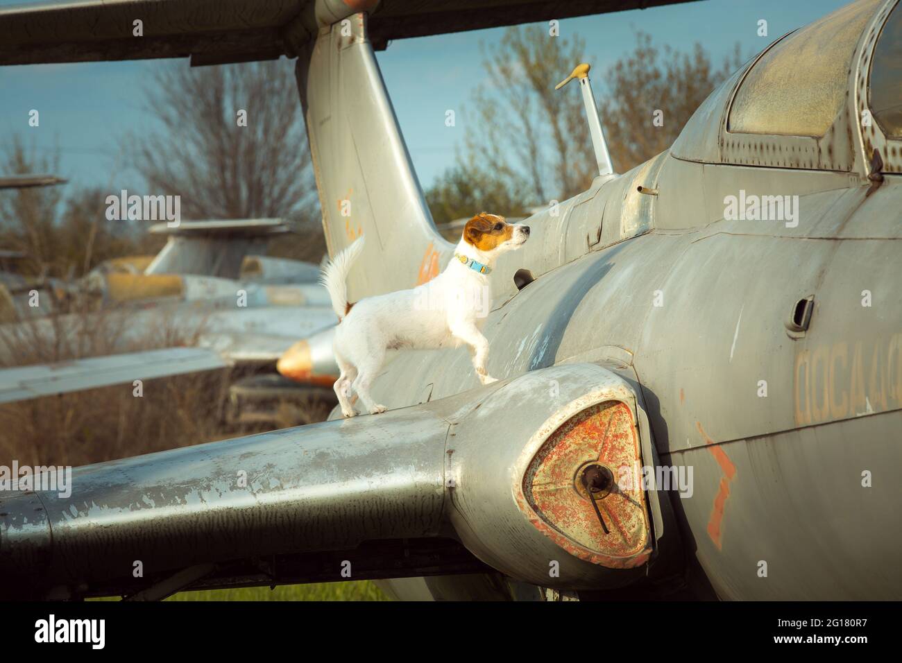 White thoroughbred Jack Russell Terrier on the wing of a strin airplane ...
