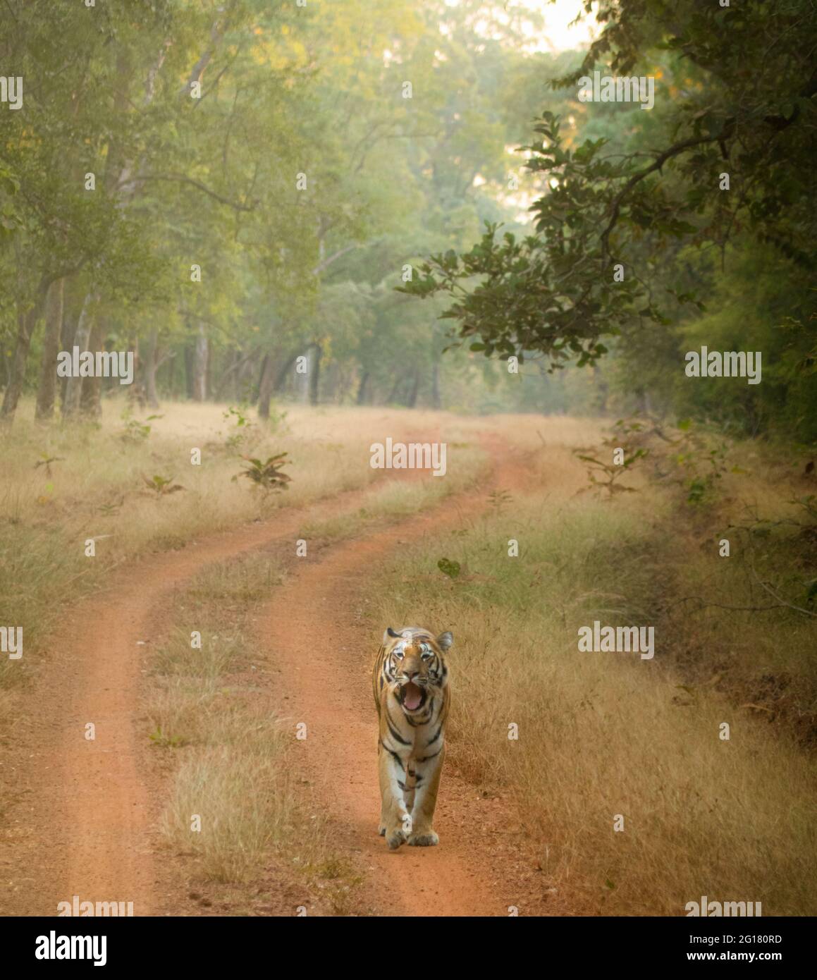 Manhunter hi-res stock photography and images - Alamy