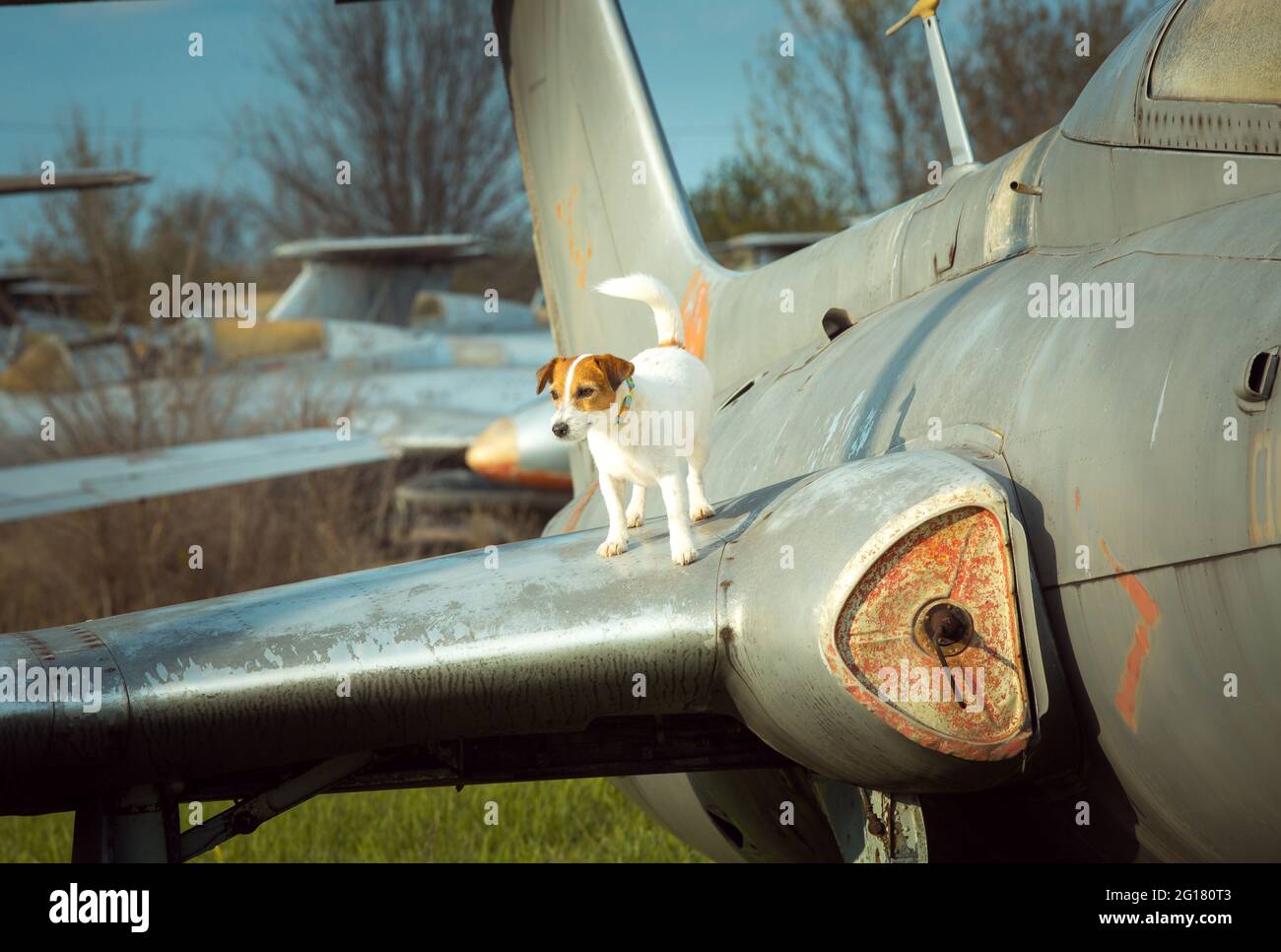 A plane for friend garden hi-res stock photography and images - Alamy