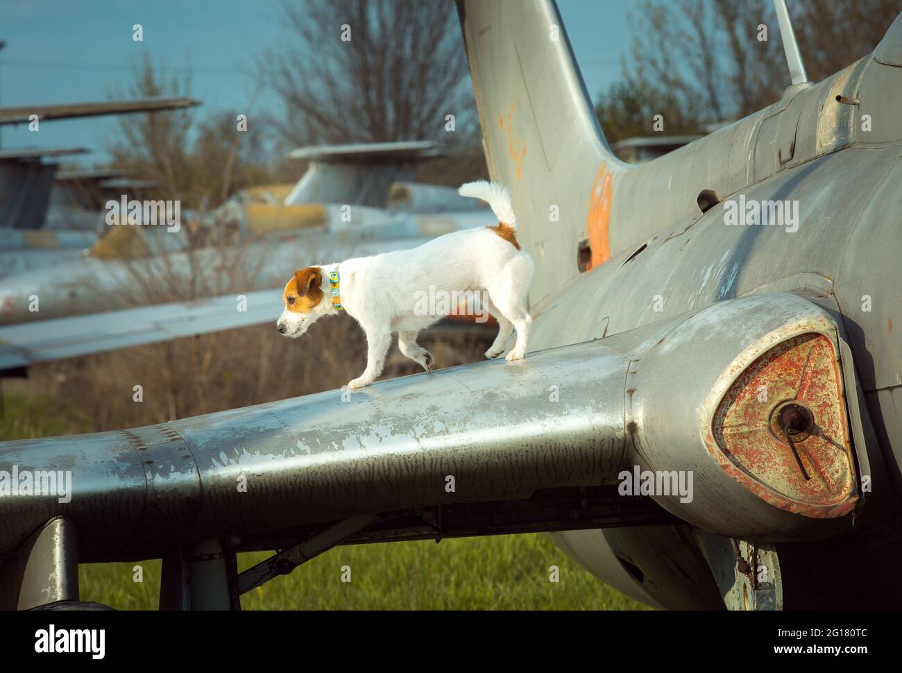 White thoroughbred Jack Russell Terrier on the wing of a strin airplane ...