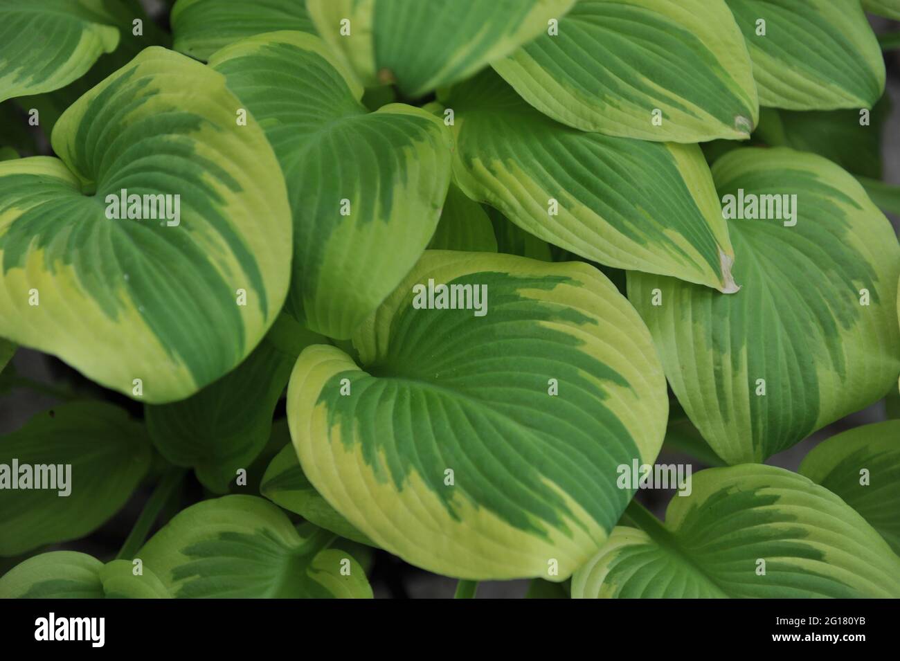 Hosta green white variegated leaves hi-res stock photography and images ...