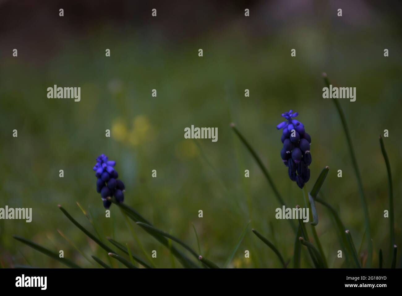 spring flower photos Stock Photo - Alamy