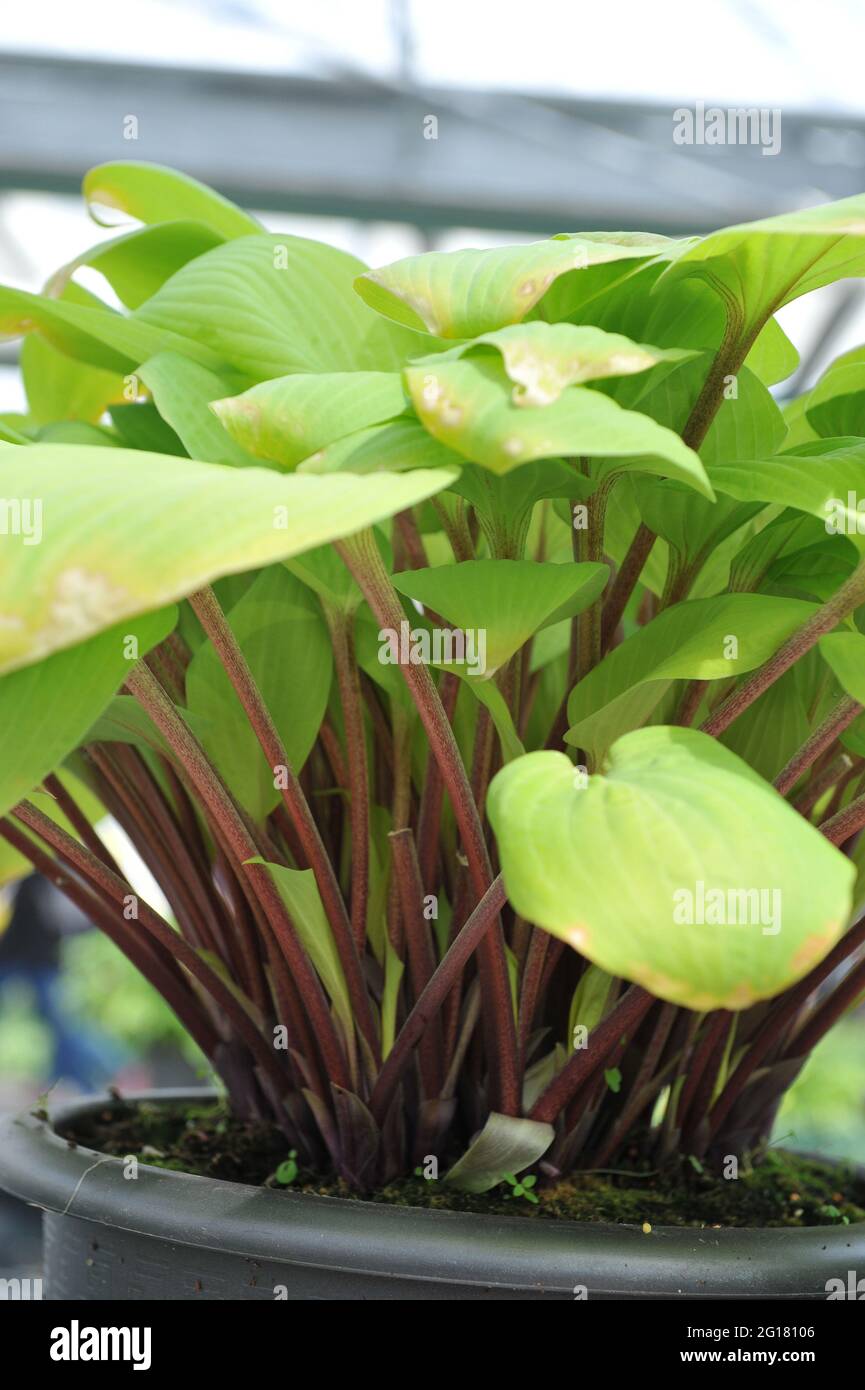 Yellow-leaved medium-sized Hosta Designer Genes with purple-red scapes ...