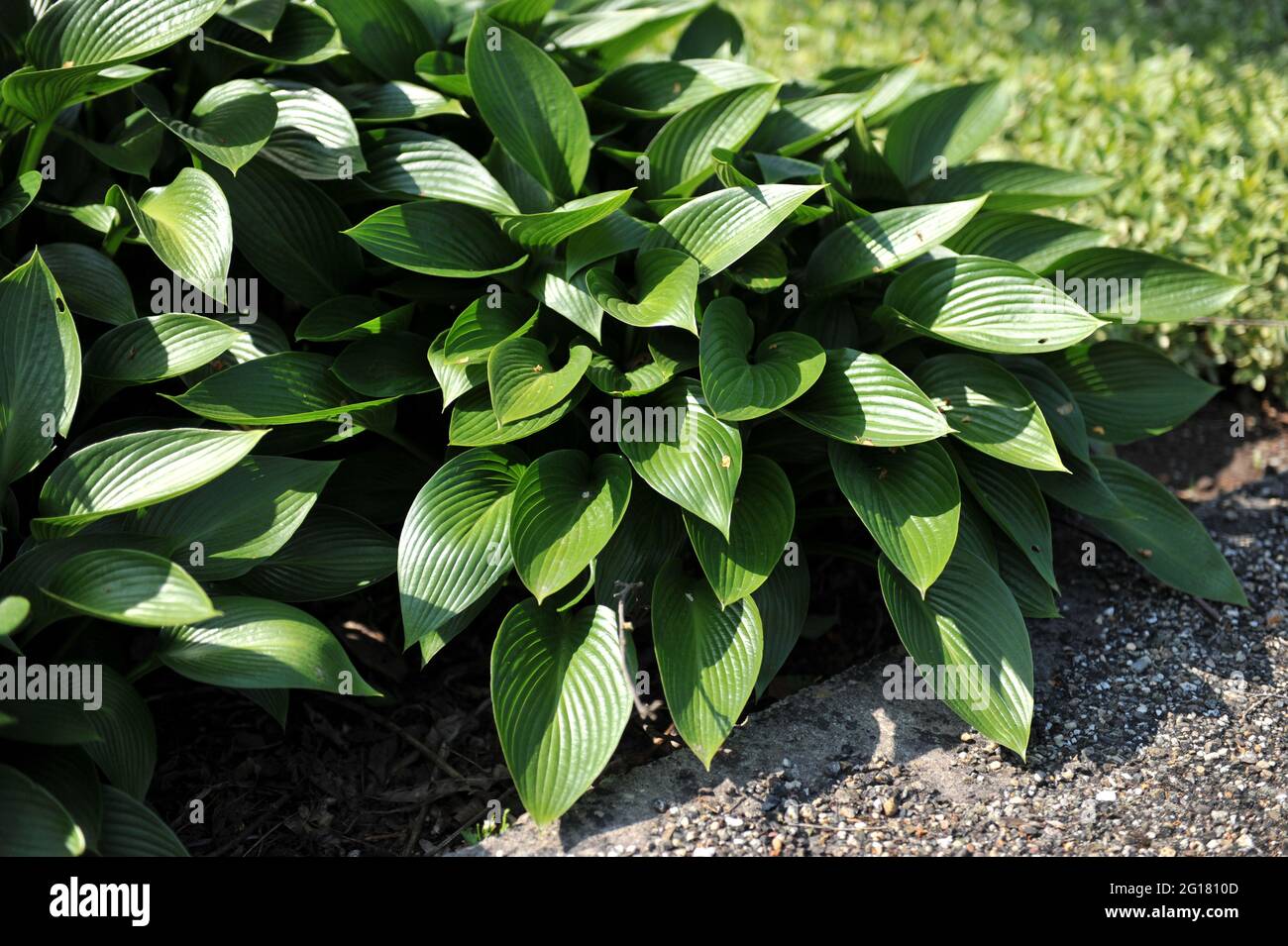 Hosta devon green hi-res stock photography and images - Alamy