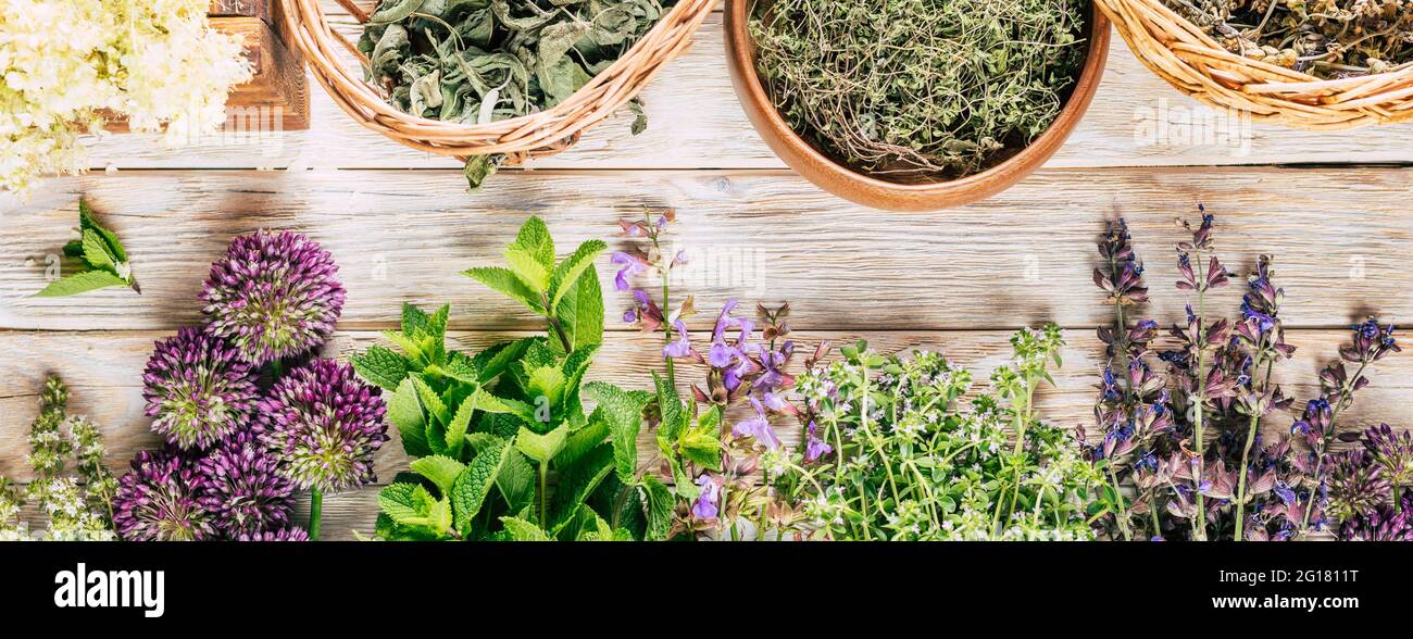 Harvesting herbs, long banner. Healing plants on a white wooden ...