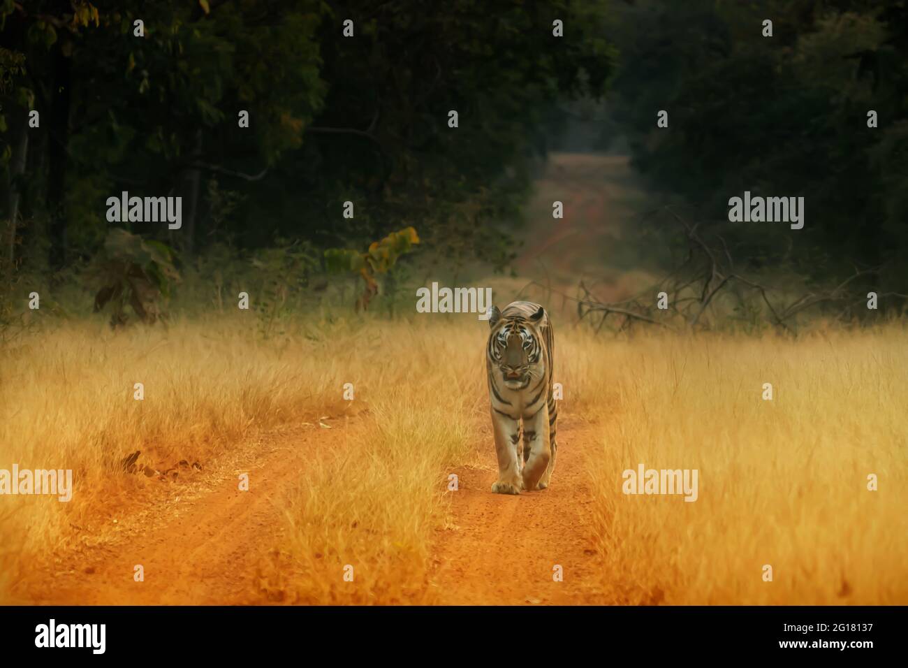 Manhunter hi-res stock photography and images - Alamy