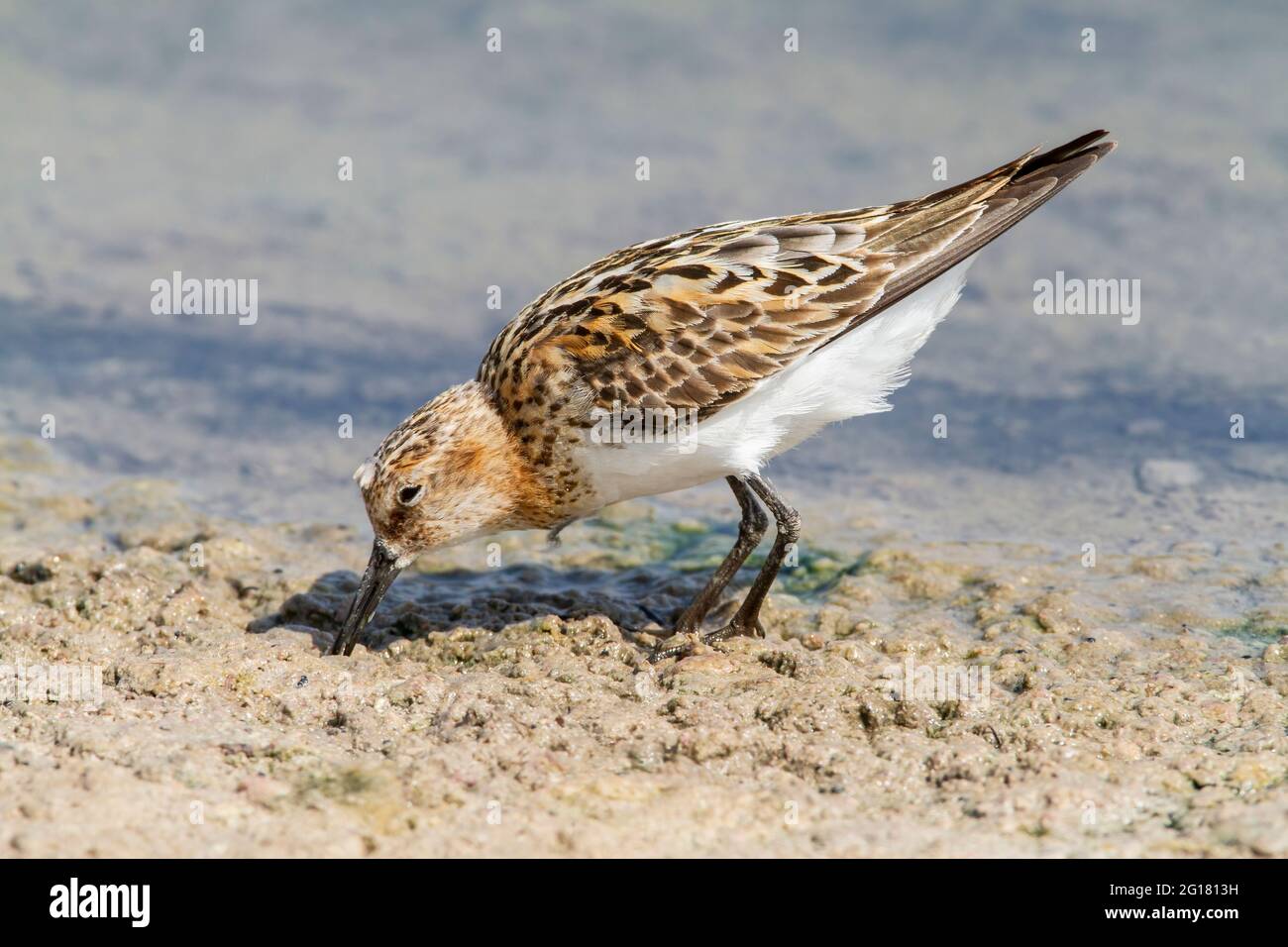 little stint, Erolia minuta or Calidris minuta, single bird feeding in ...