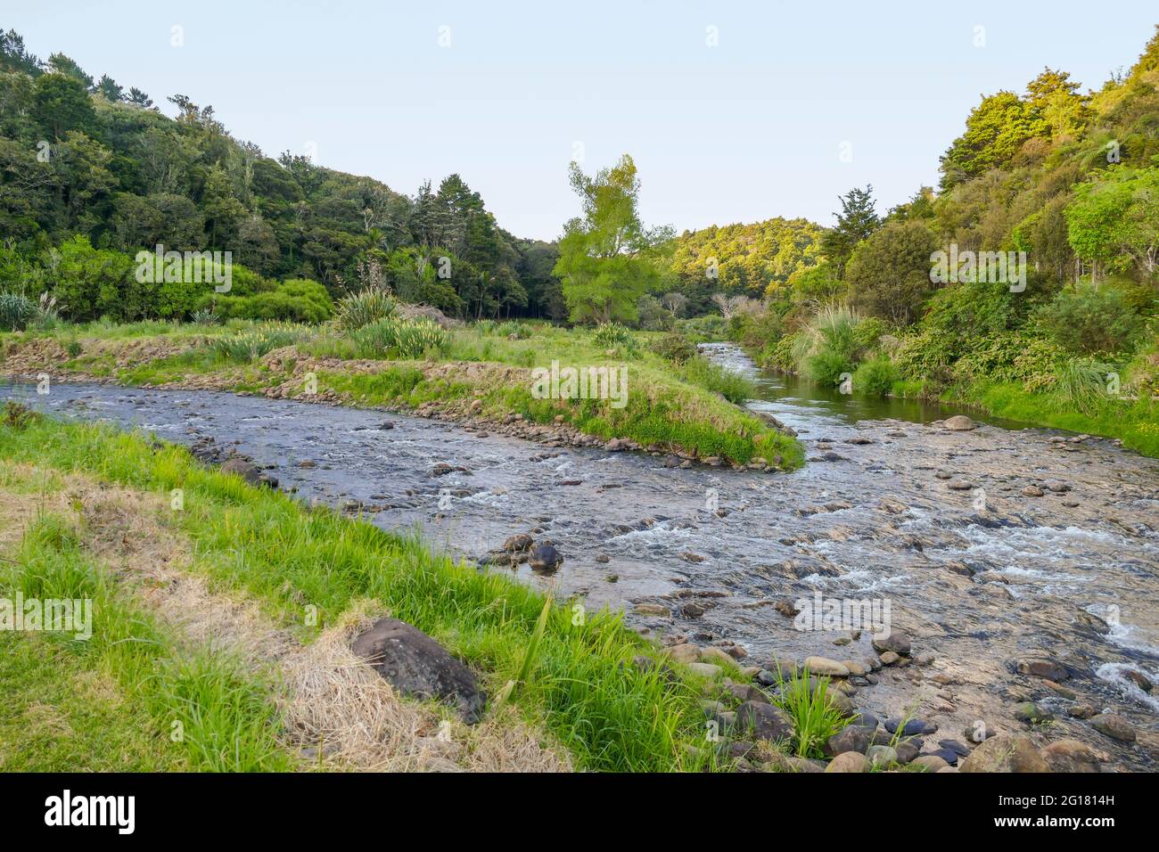 Auckland forest hi-res stock photography and images - Alamy