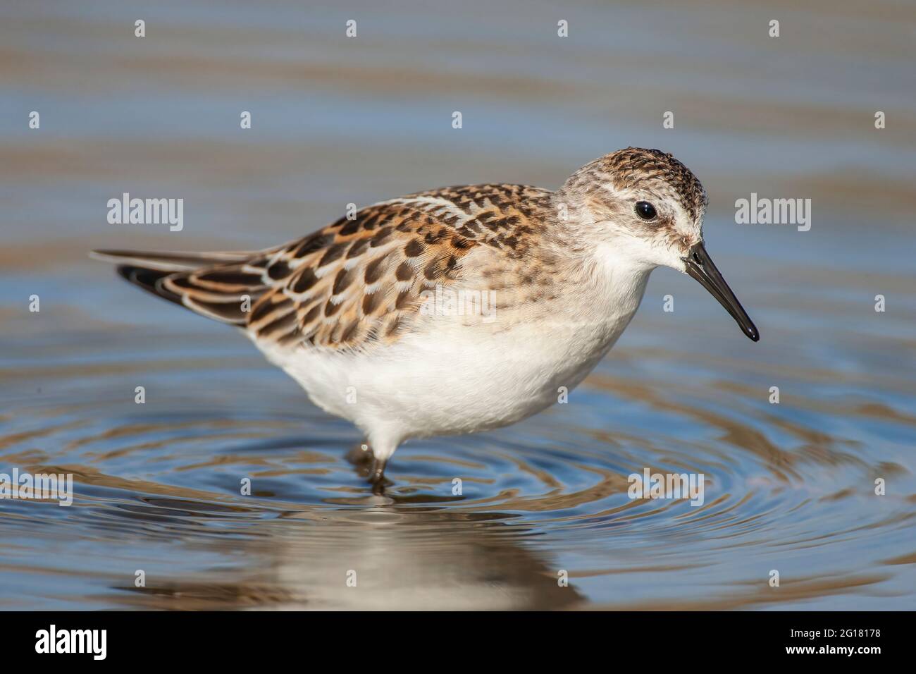 little stint, Erolia minuta or Calidris minuta, single bird feeding in ...