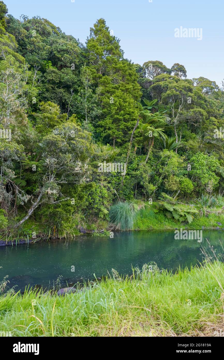 Idyllic natural waterside scenery at a river in the Auckland Region at ...