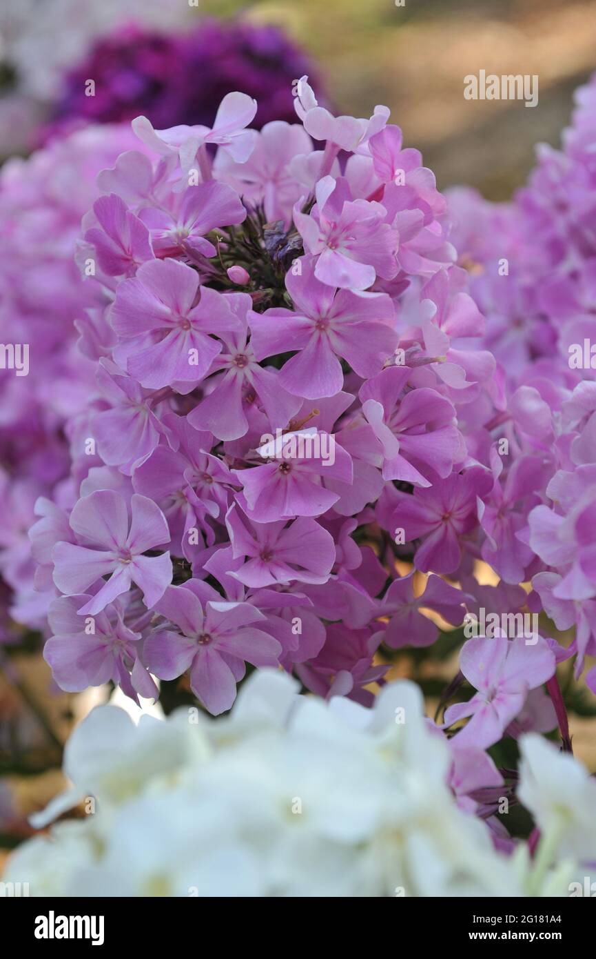 Lilac-pink phlox paniculata Alexandrovsky Sad blooms on an exhibition ...
