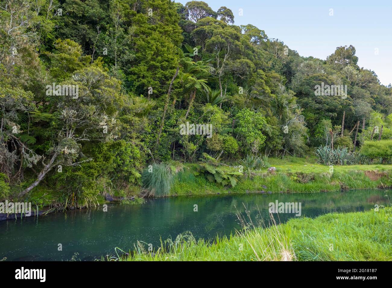 Auckland Forest High Resolution Stock Photography and Images - Alamy