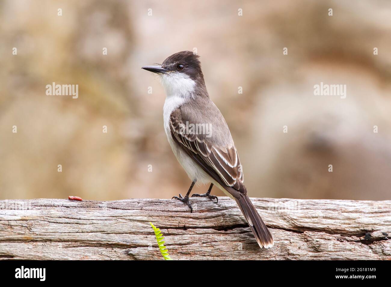 Loggerhead kingbird hi-res stock photography and images - Alamy