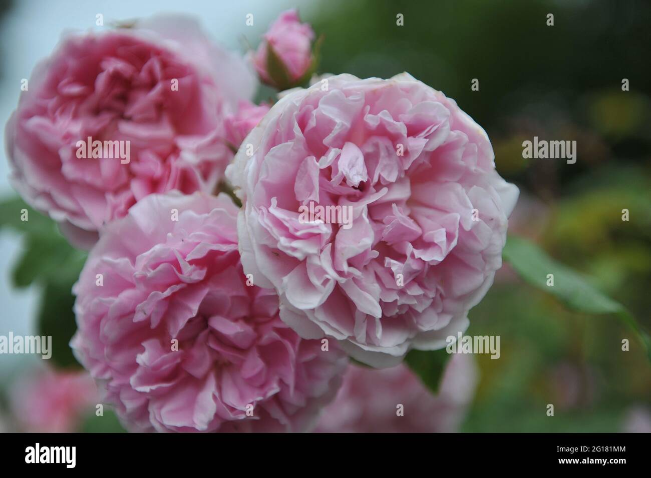 Pink shrub English rose (Rosa) Cottage Rose blooms in a garden in June ...
