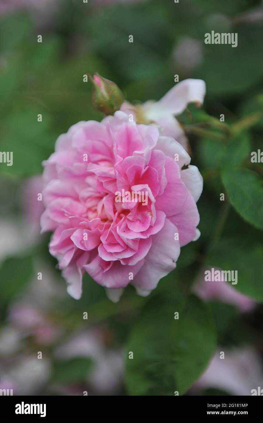 Pink shrub English rose (Rosa) Cottage Rose blooms in a garden in June ...