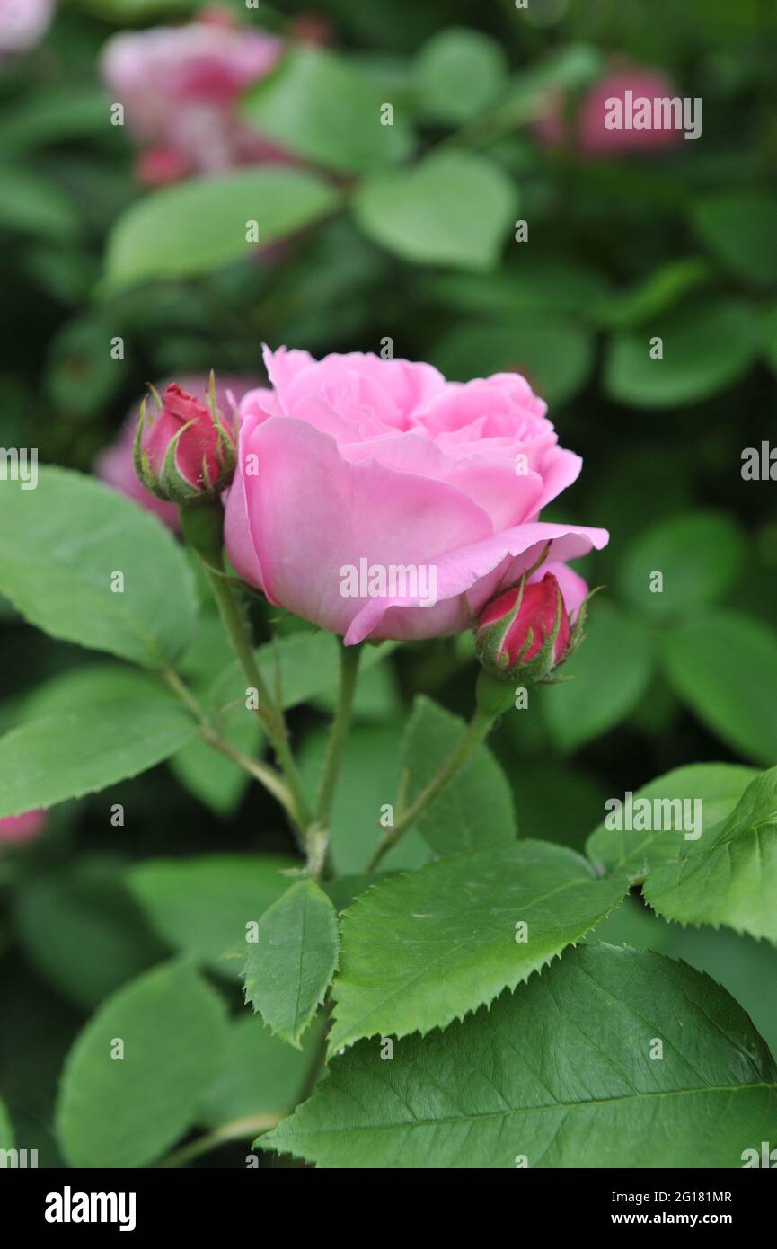 Pink Bourbon climbing rose (Rosa) Coupe d'Hebe blooms in a garden in ...