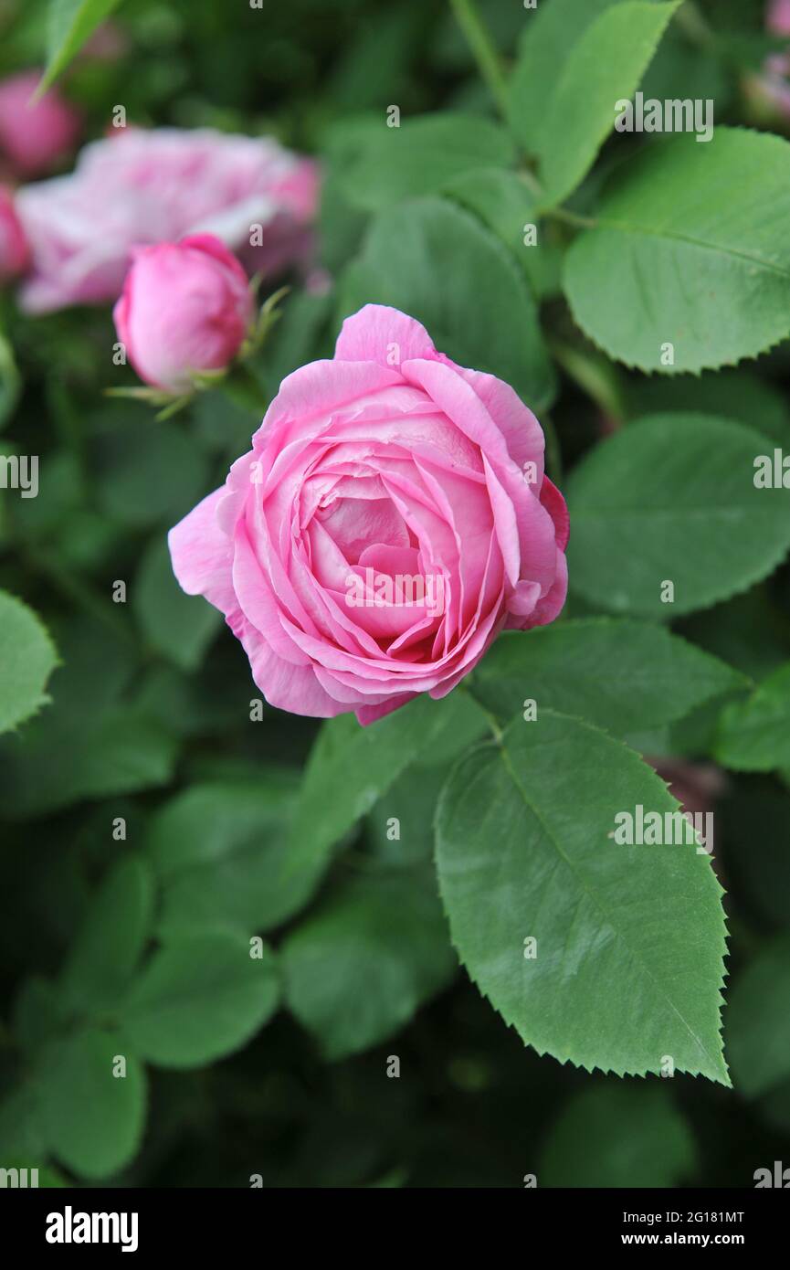 Pink Bourbon climbing rose (Rosa) Coupe d'Hebe blooms in a garden in ...