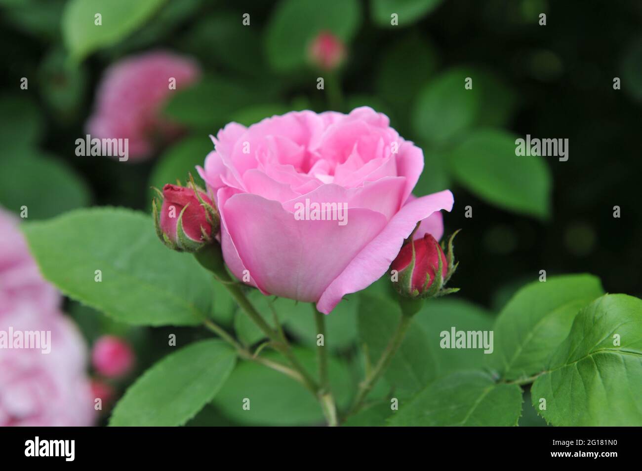 Pink Bourbon climbing rose (Rosa) Coupe d'Hebe blooms in a garden in ...