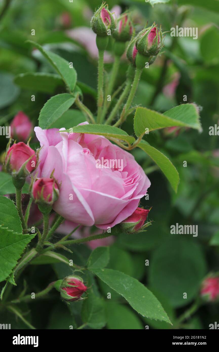 Pink Bourbon climbing rose (Rosa) Coupe d'Hebe blooms in a garden in ...