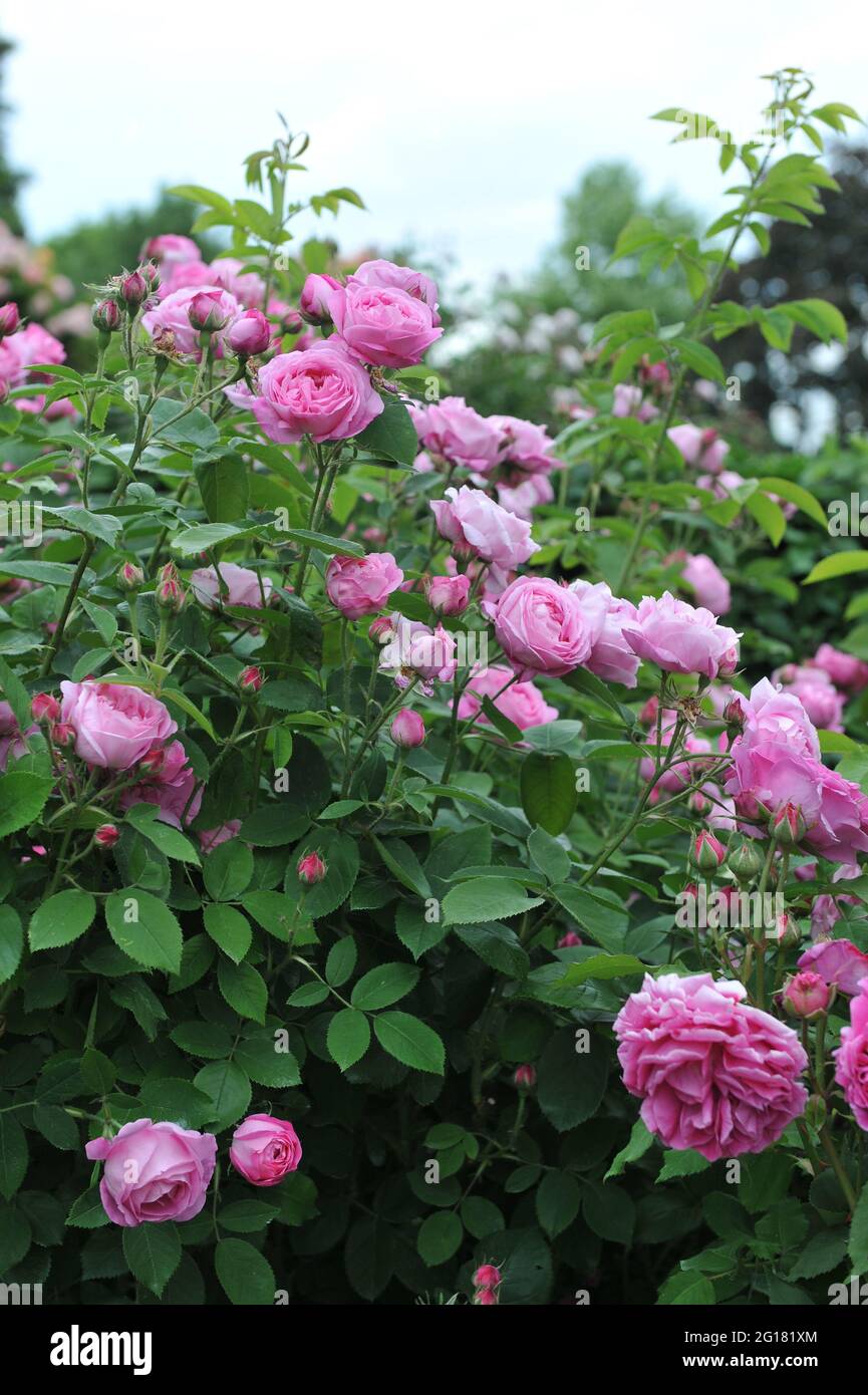Pink Bourbon climbing rose (Rosa) Coupe d'Hebe blooms in a garden in ...
