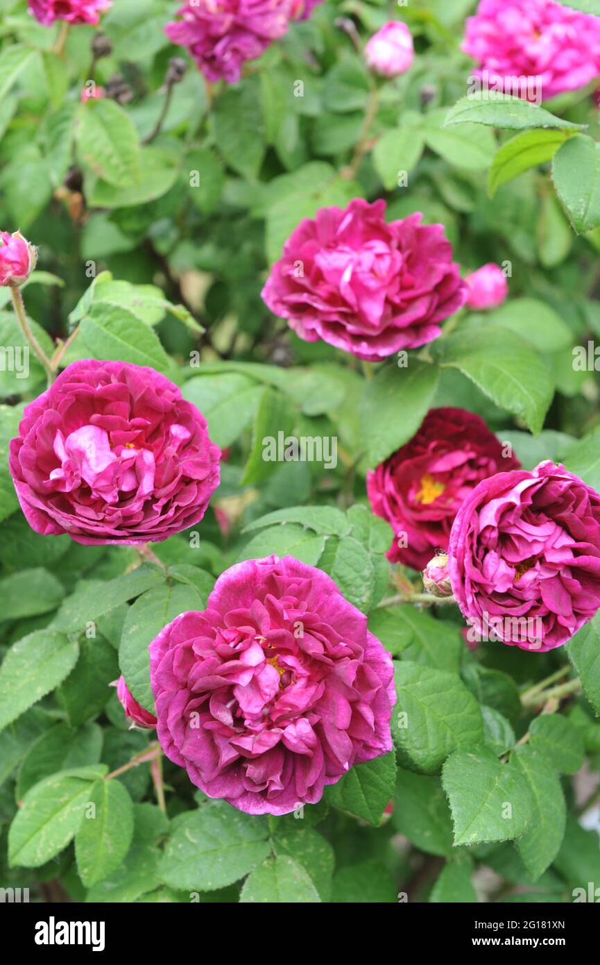 Purple Provins rose (Rosa gallica) Cramoisi Picote blooms in a garden ...