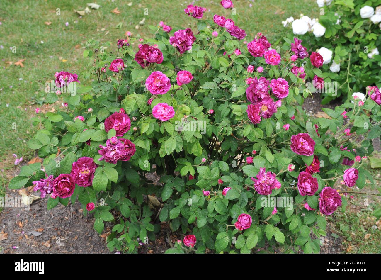 Purple Provins rose (Rosa gallica) Cramoisi Picote blooms in a garden ...