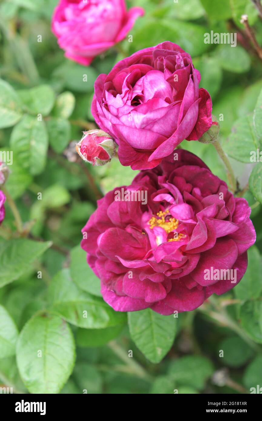 Rosa gallica red rose hi-res stock photography and images - Alamy