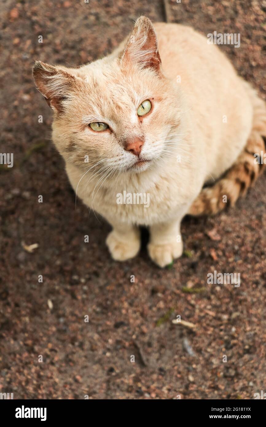 Smelly cat hi-res stock photography and images - Alamy