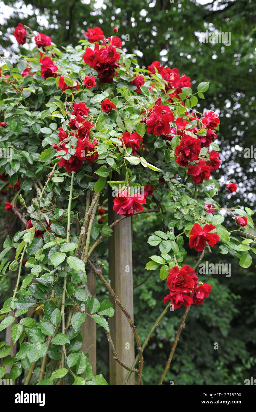 Climbing roses on pergola hi-res stock photography and images - Alamy