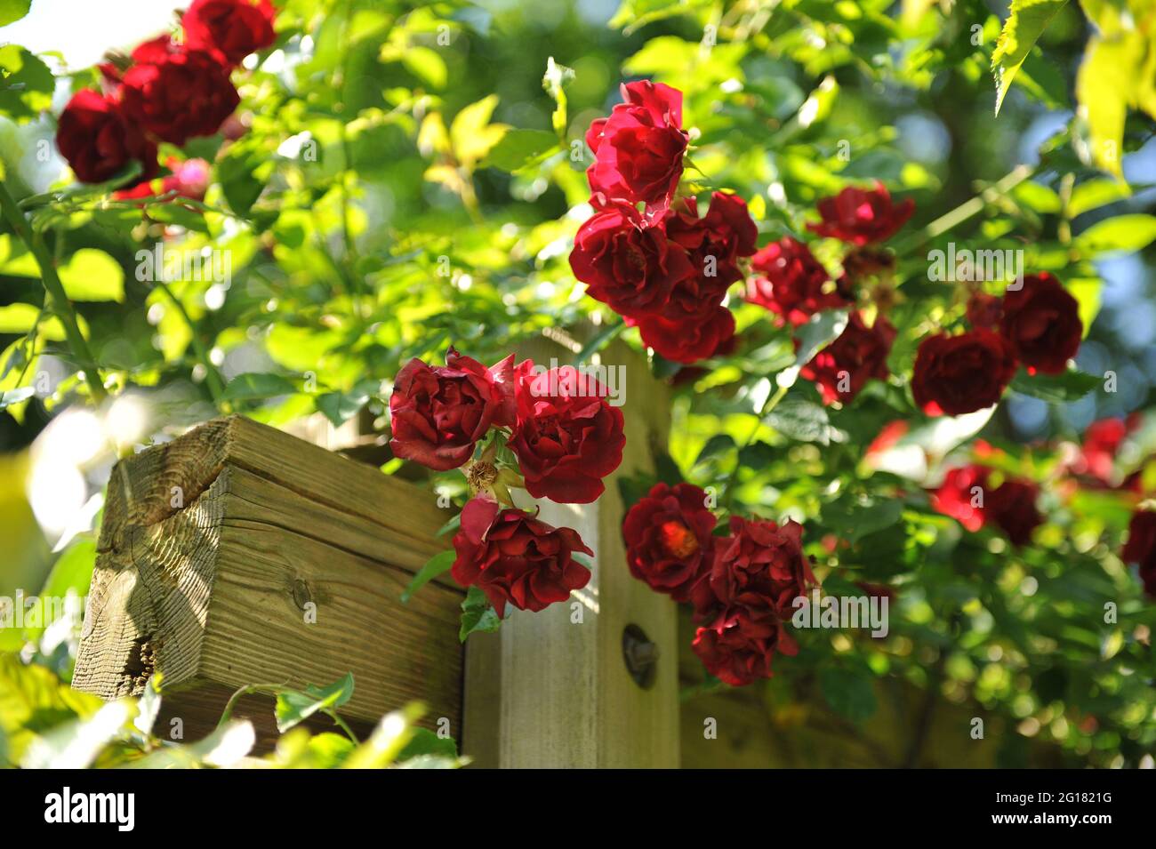 Climbing roses on pergola hi-res stock photography and images - Alamy