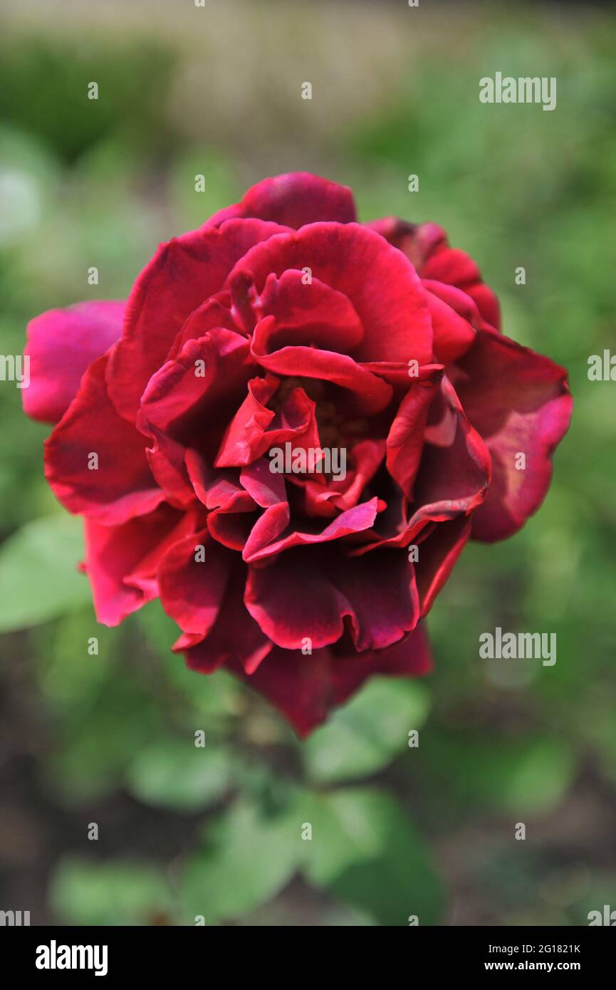 Dark red Hybrid Tea rose (Rosa) Crimson Glory blooms in a garden in ...