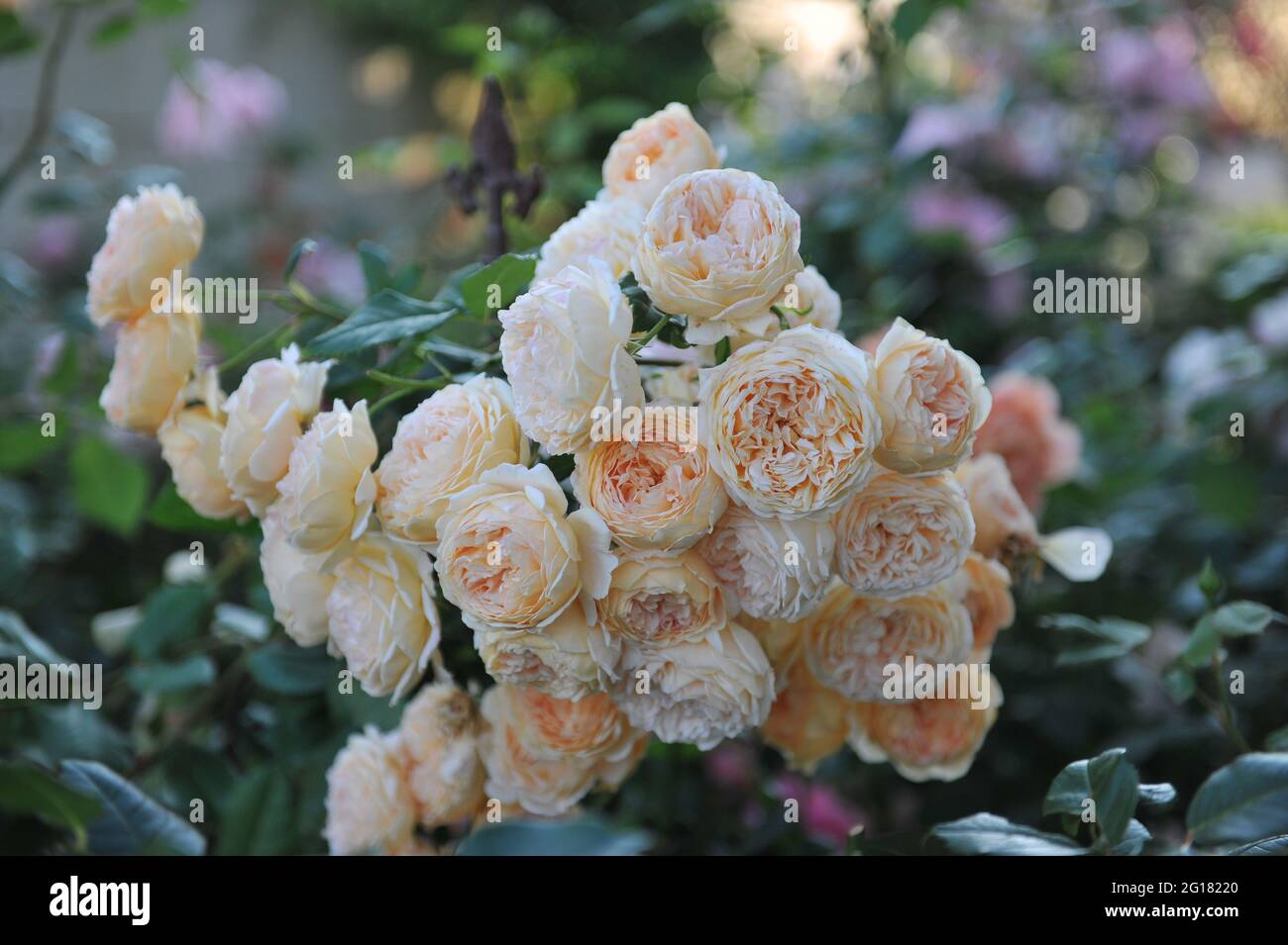 Apricot-yellow English shrub rose (Rosa) Crown Princess Margareta ...