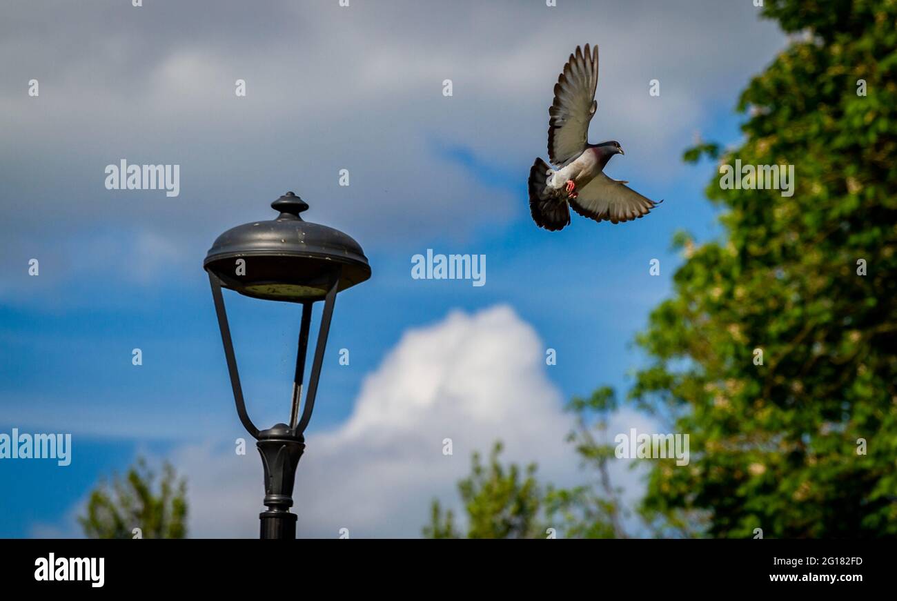 Bird spread blue wings hi-res stock photography and images - Alamy