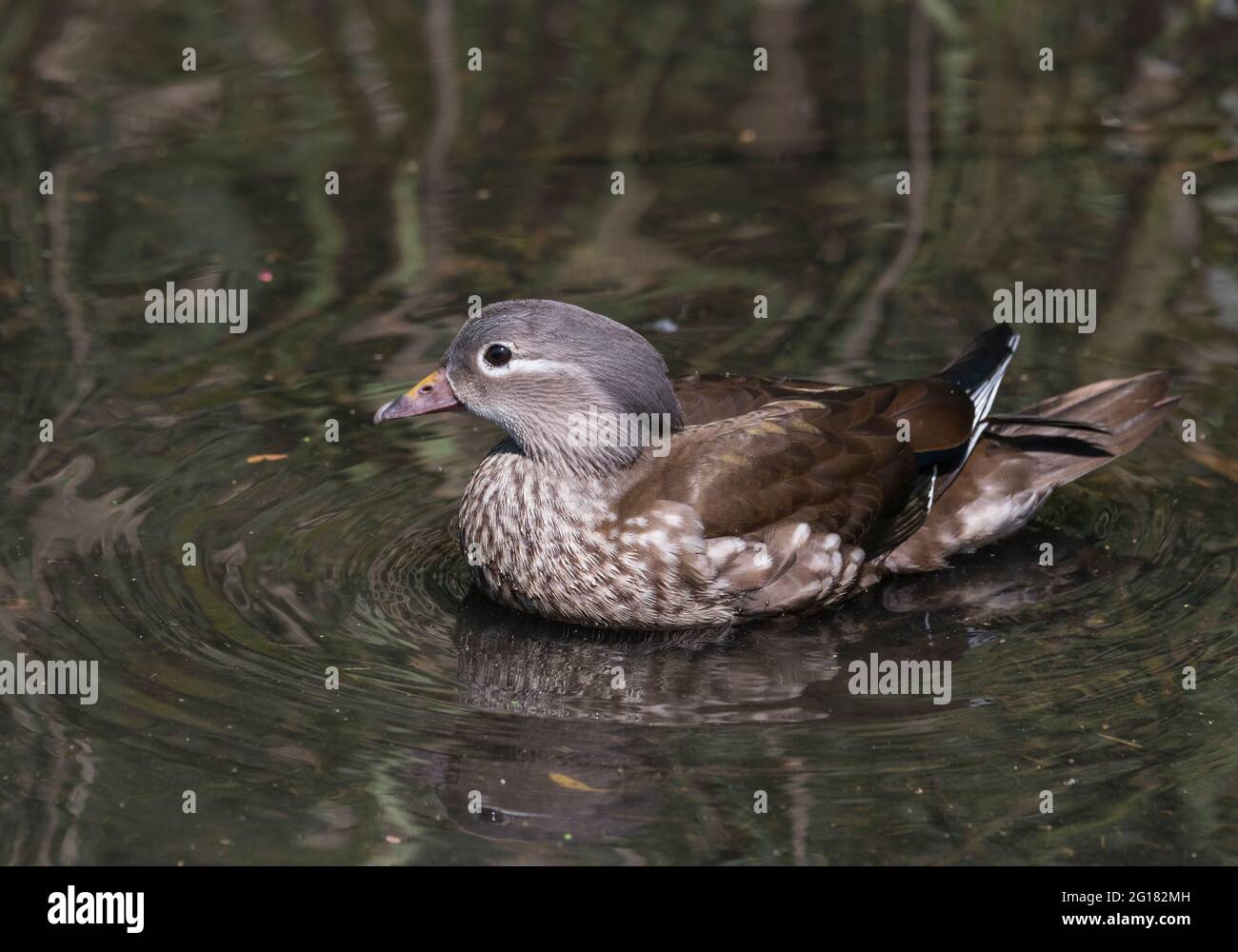 Mandarin Duck (Aix galericulata) female Stock Photo - Alamy