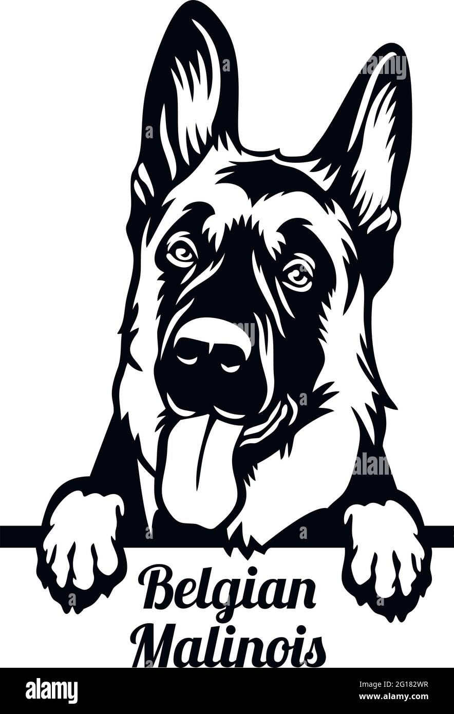 Belgian Malinois Peeking Dog - head isolated on white - vector stock ...