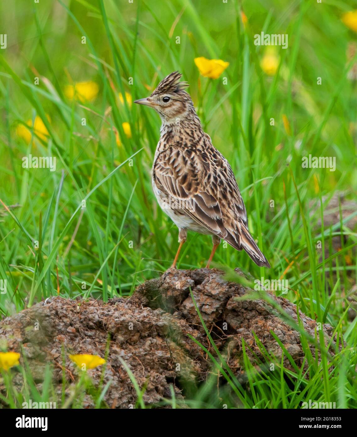 Skylark grassland hi-res stock photography and images - Alamy